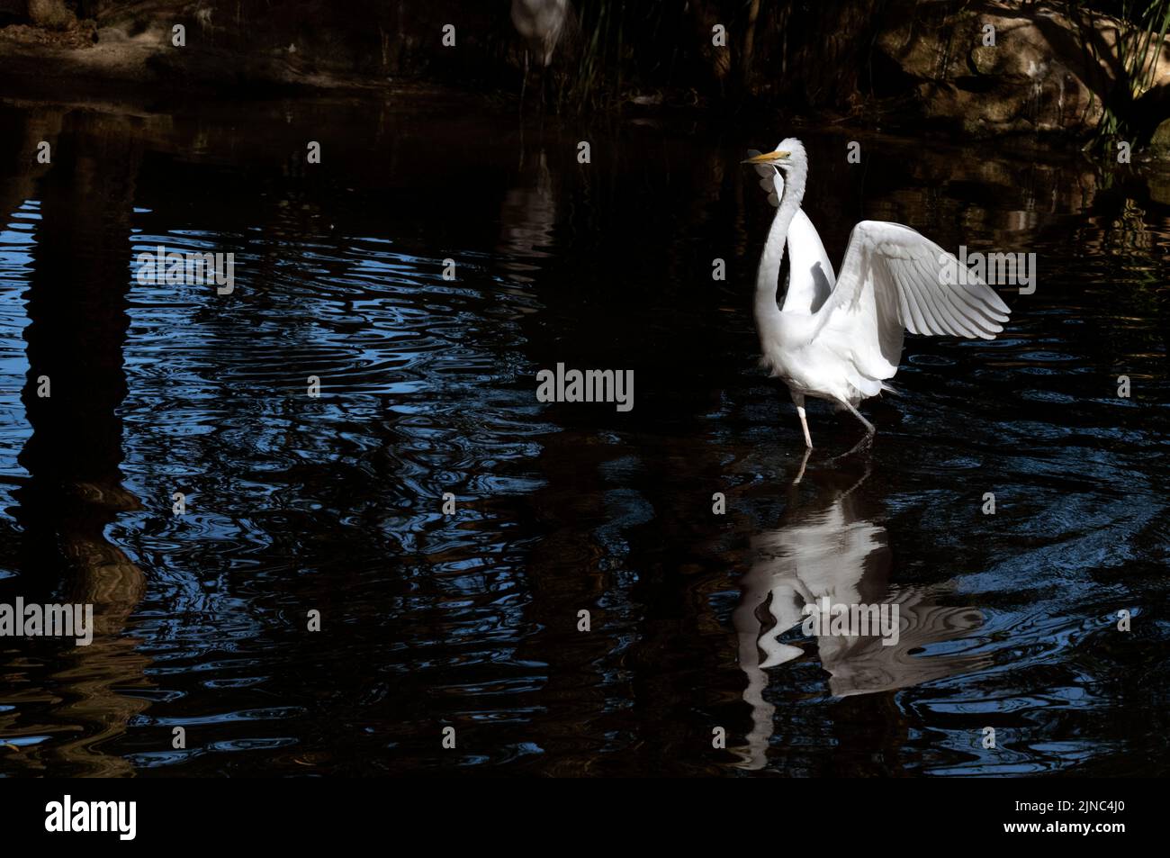 A Great Egret (Ardea alba) stands in water in Sydney, NSW, Australia ...