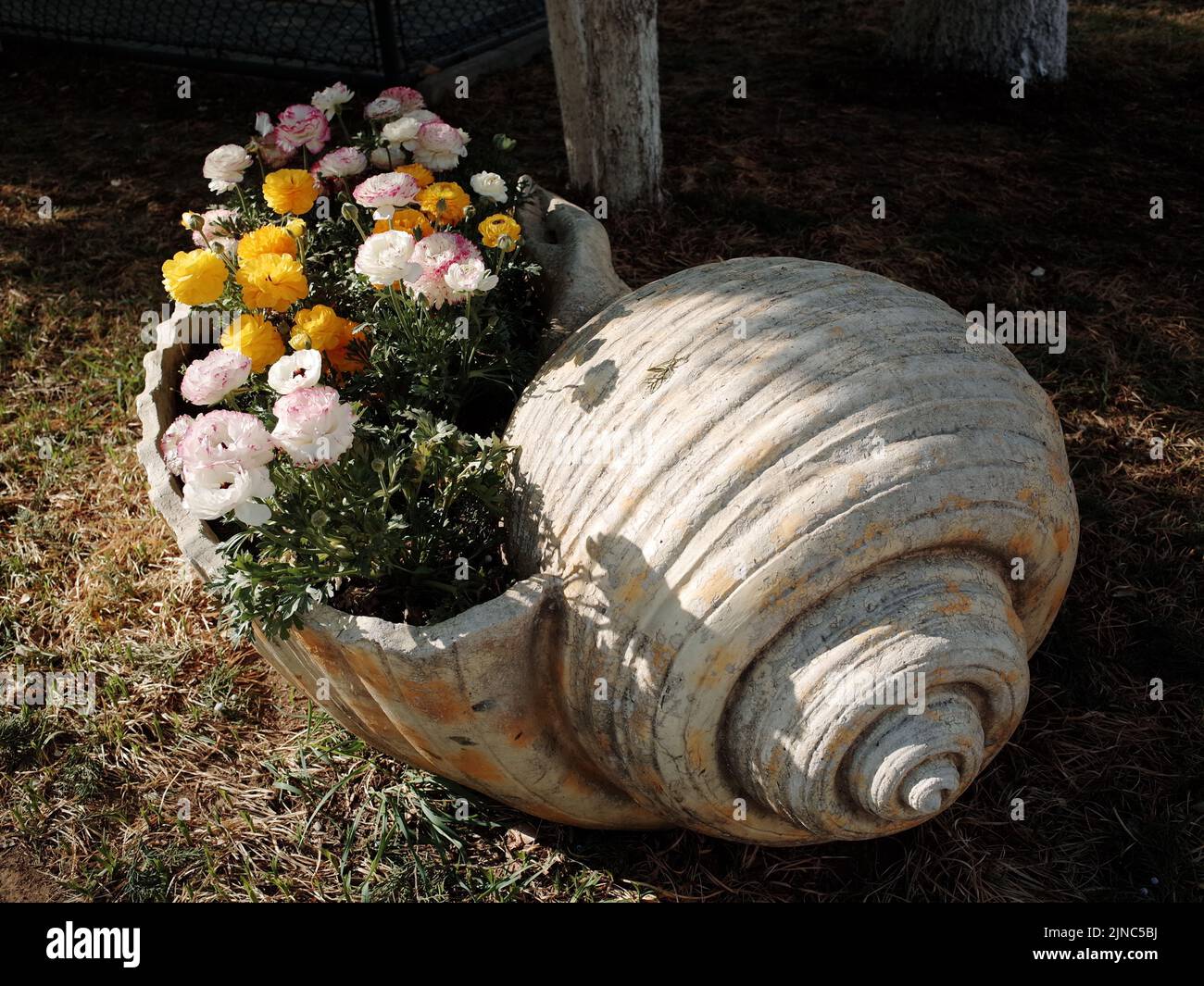 Colorful Persian buttercups in a huge seashell shape plant pot in a ...
