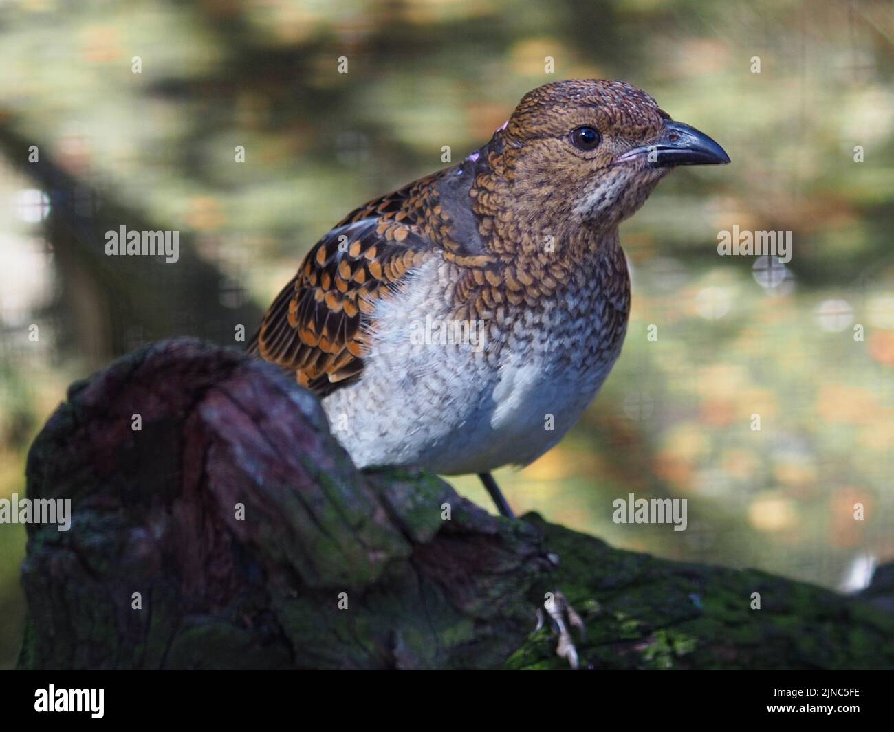 The male spotted bowerbird hi-res stock photography and images - Alamy