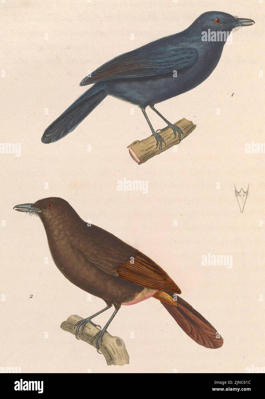 Thamnomanes caesius 1838 Stock Photo - Alamy