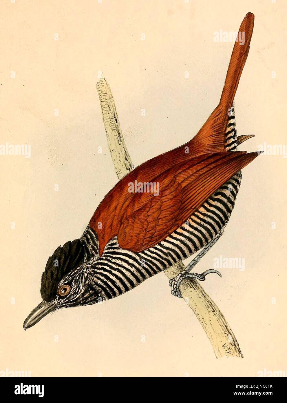 Thamnophilus palliatus palliatus male 1841 Stock Photo - Alamy