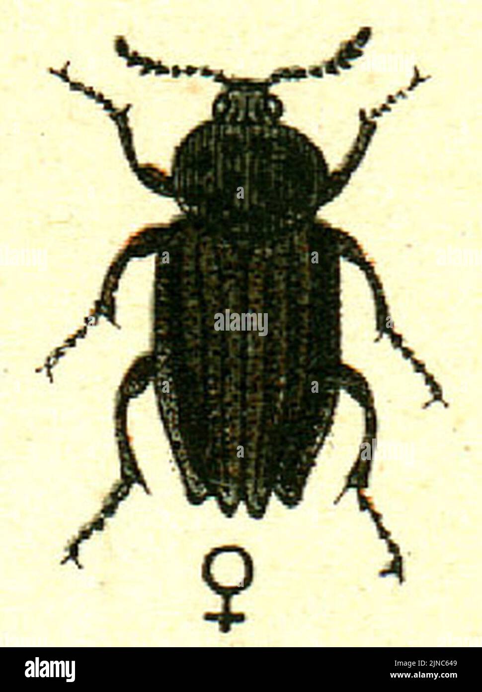 Thanatophilus sinuatus hi-res stock photography and images - Alamy