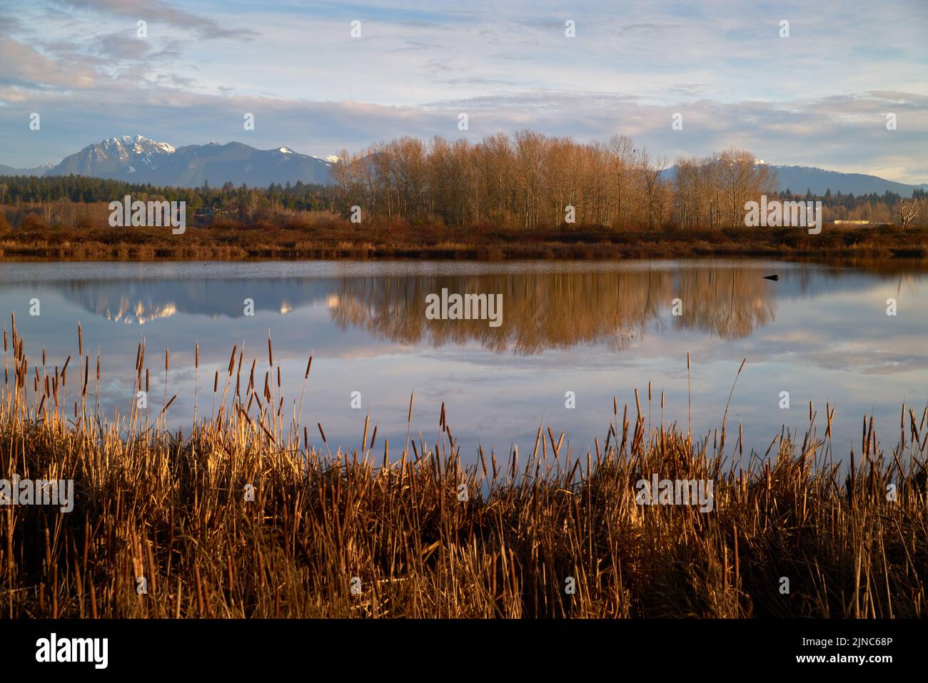 Iona Beach Regional Park Pond. The pond and marsh in Iona Beach ...