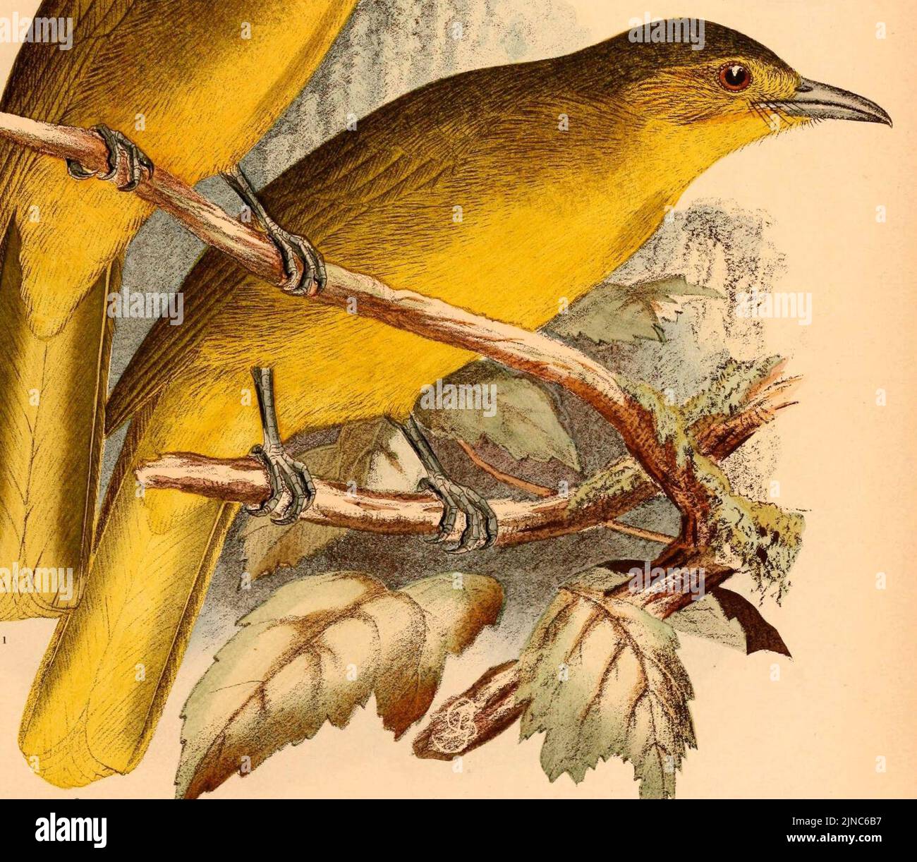 Thapsinillas longirostris hi-res stock photography and images - Alamy