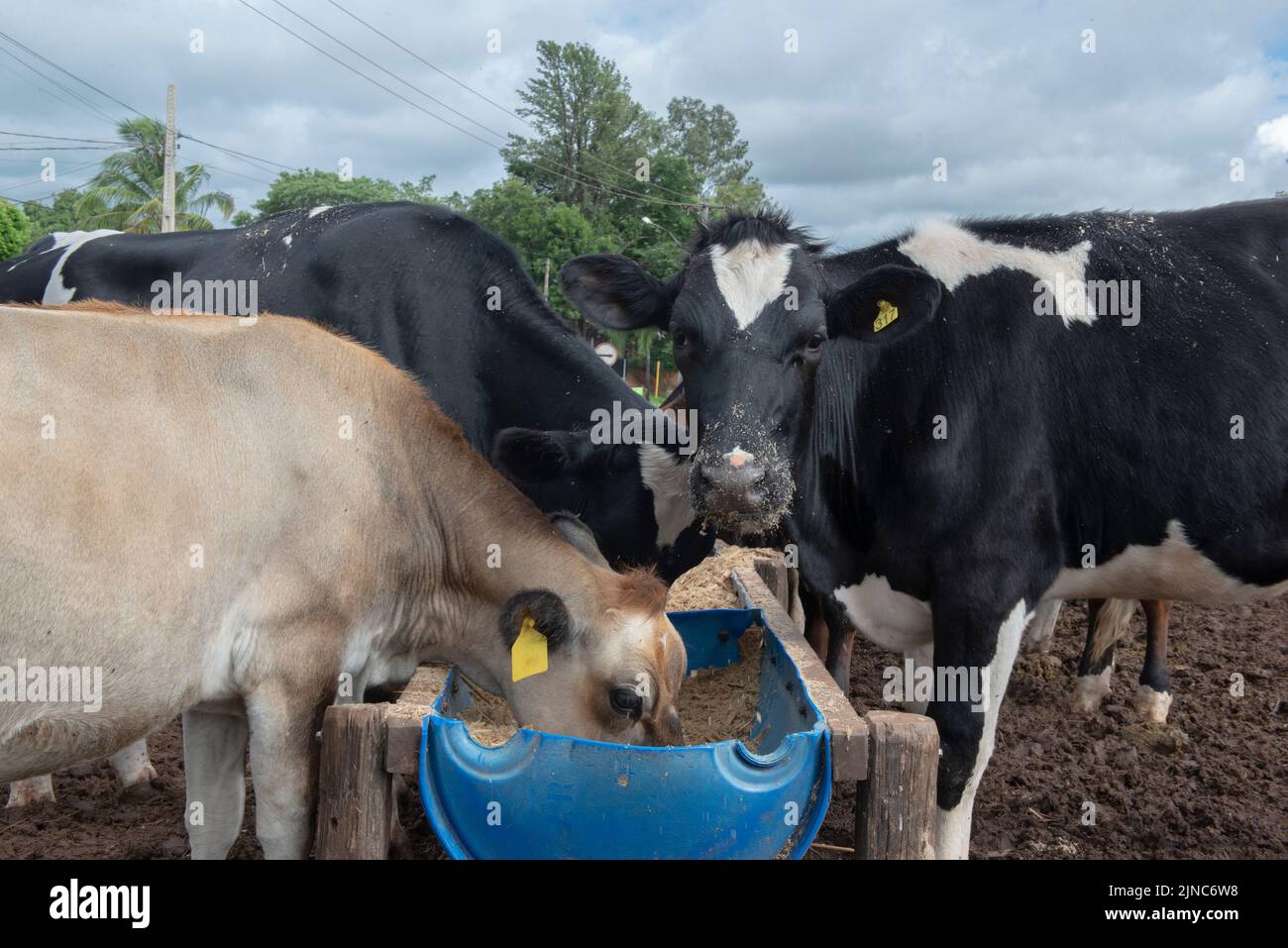 Cows eating from trough made of blue plastic barrels. Cows of different breeds being bred ...