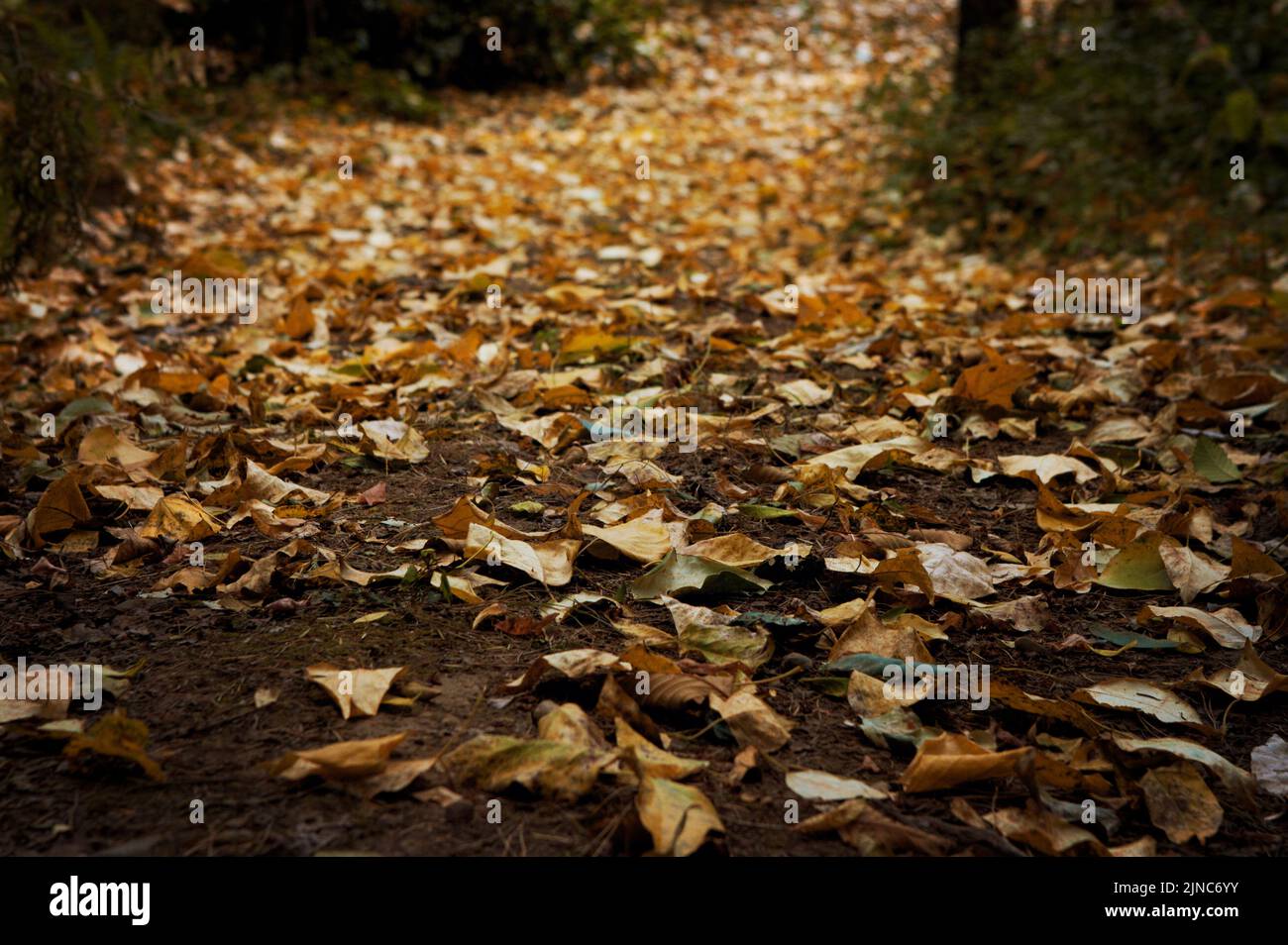 Fall is on its way, with a leaf strewn path through the woods, taken ...