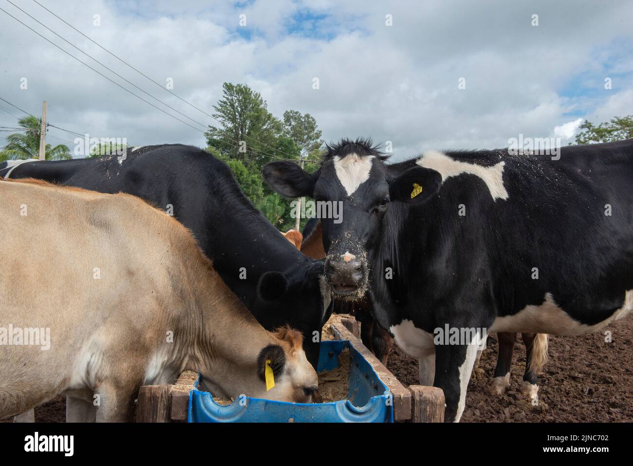 Cows eating from trough made of blue plastic barrels. Cows of different breeds being bred ...