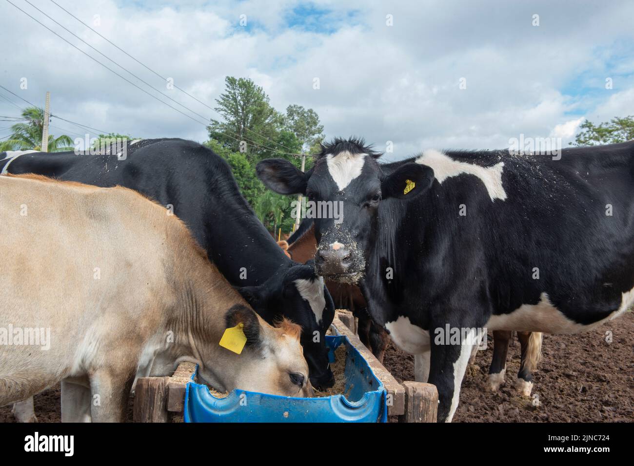Cows eating from trough made of blue plastic barrels. Cows of different breeds being bred ...