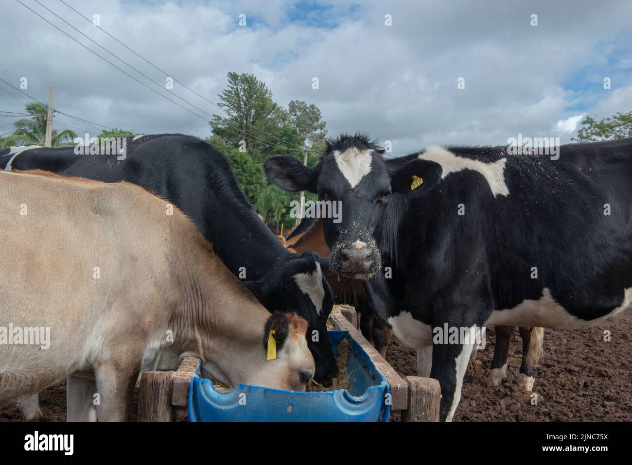 Cows eating from trough made of blue plastic barrels. Cows of different ...