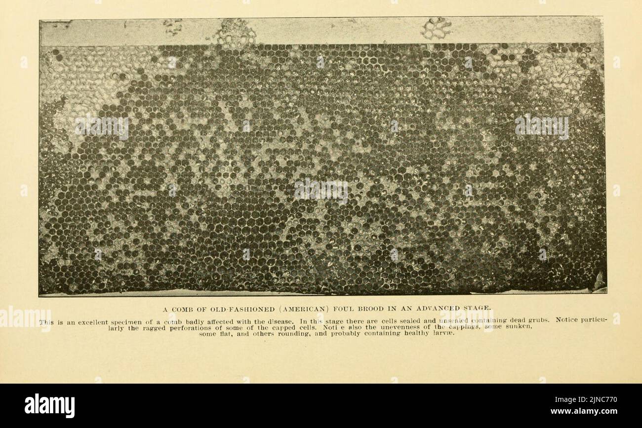 The ABC and XYZ of bee culture (Page 136 Stock Photo - Alamy