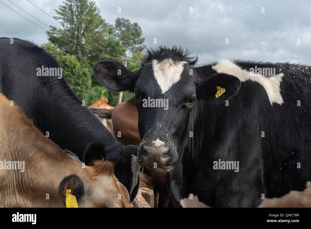 Dairy cows feeding on lame grass. Brown, black and white cows on a ...