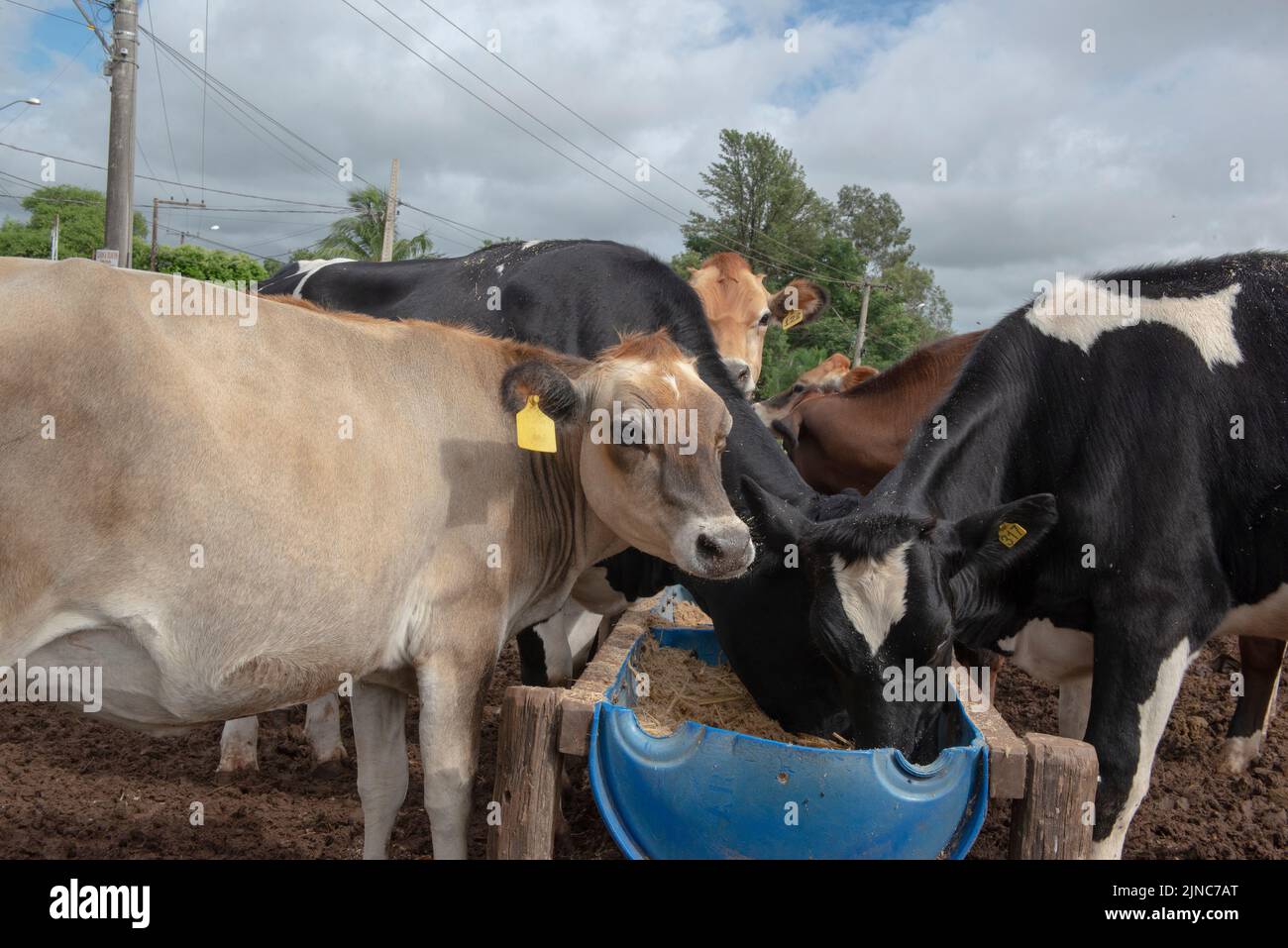 Cows eating from trough made of blue plastic barrels. Cows of different breeds being bred ...