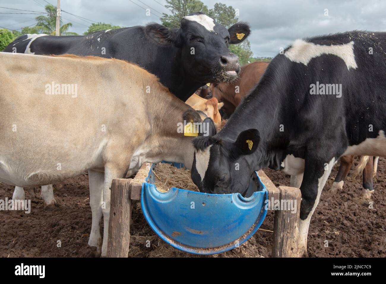 Cows eating from trough made of blue plastic barrels. Cows of different breeds being bred ...