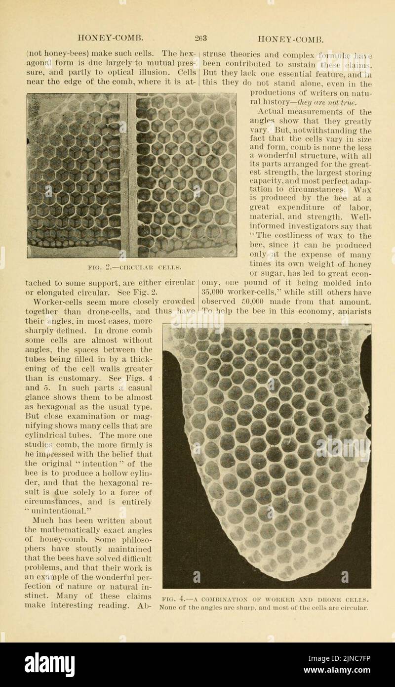 The ABC and XYZ of bee culture (Page 263 Stock Photo - Alamy