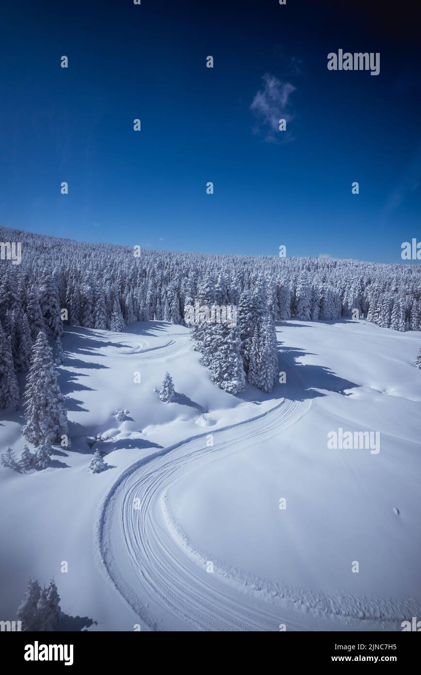 beautiful pine tree cover with snow in the uludag mountain Stock Photo ...