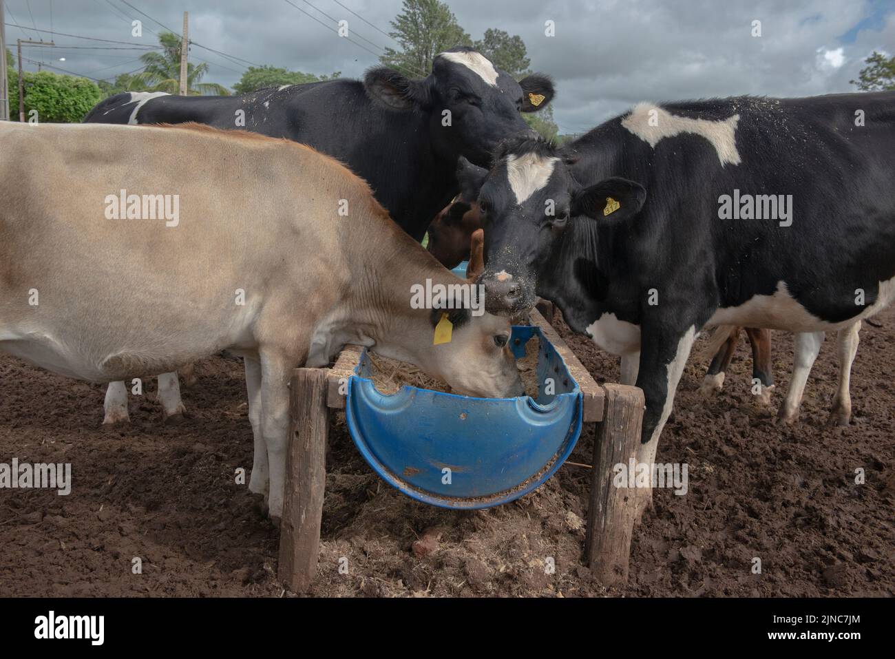Cows eating from trough made of blue plastic barrels. Cows of different breeds being bred ...