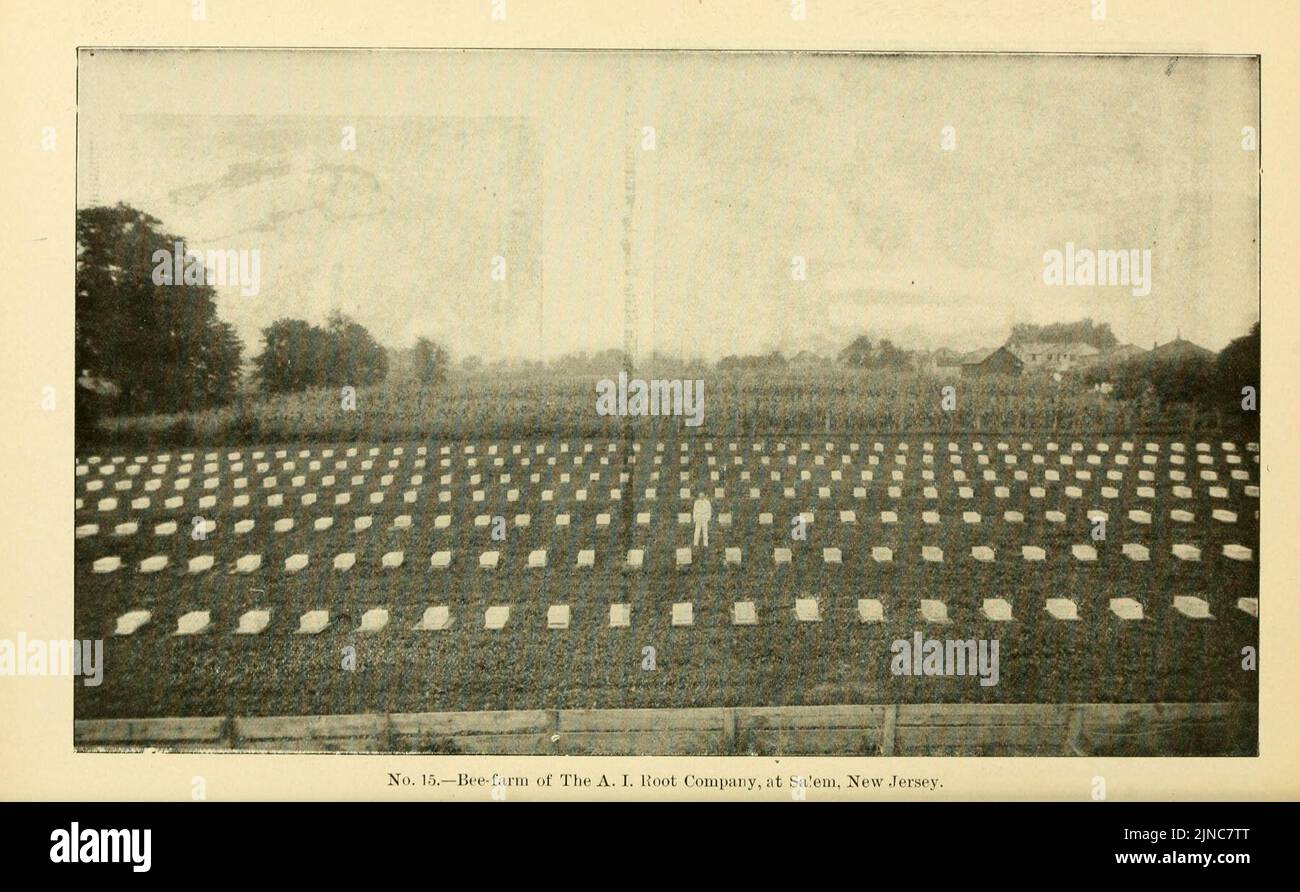 The ABC and XYZ of bee culture Stock Photo - Alamy