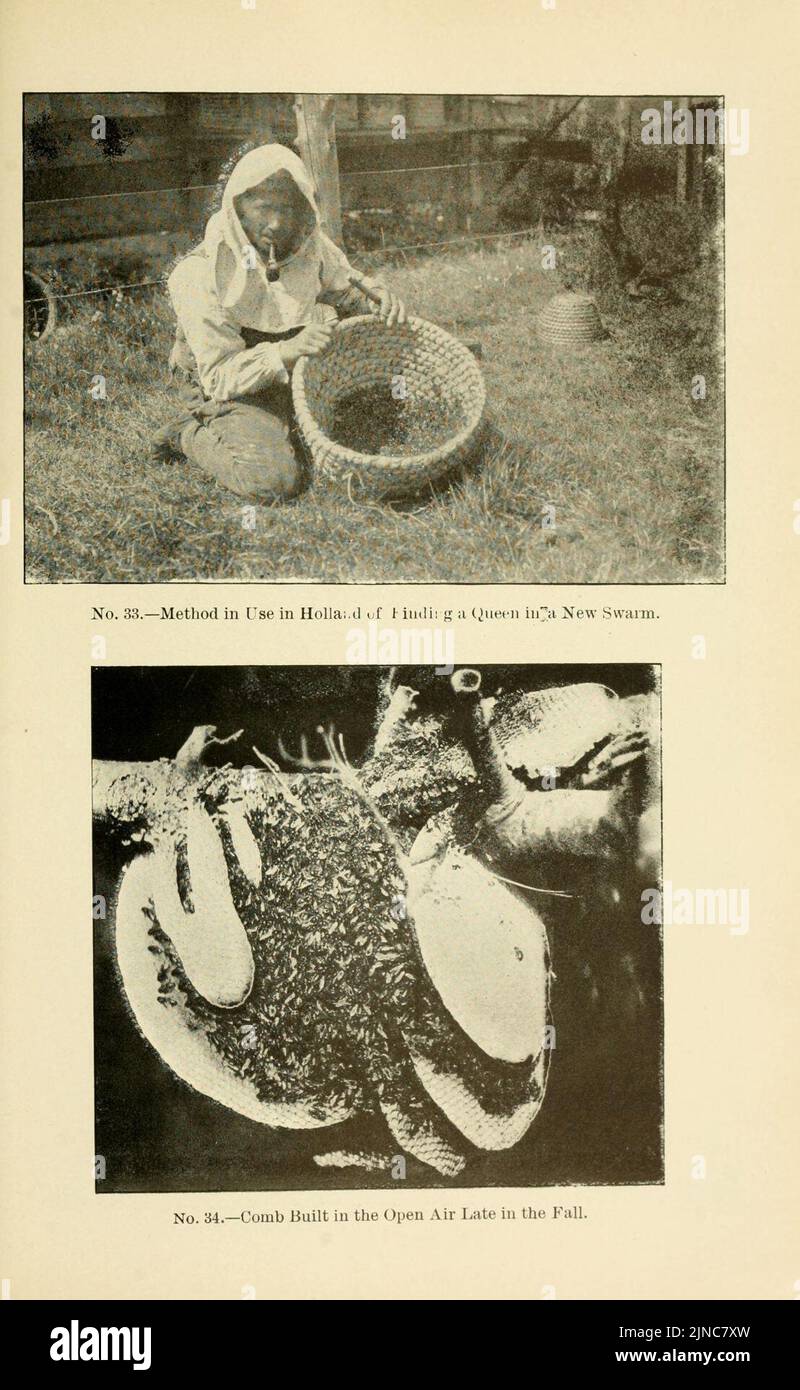 The ABC and XYZ of bee culture Stock Photo - Alamy