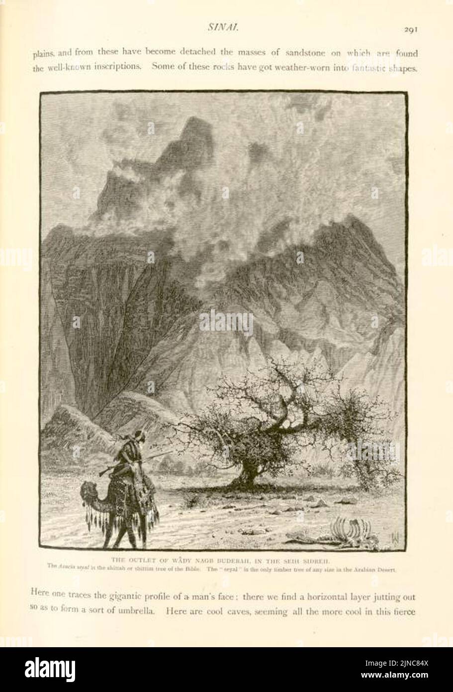 The Acacia seyal is the shittah or shittim tree of the Bible Stock ...