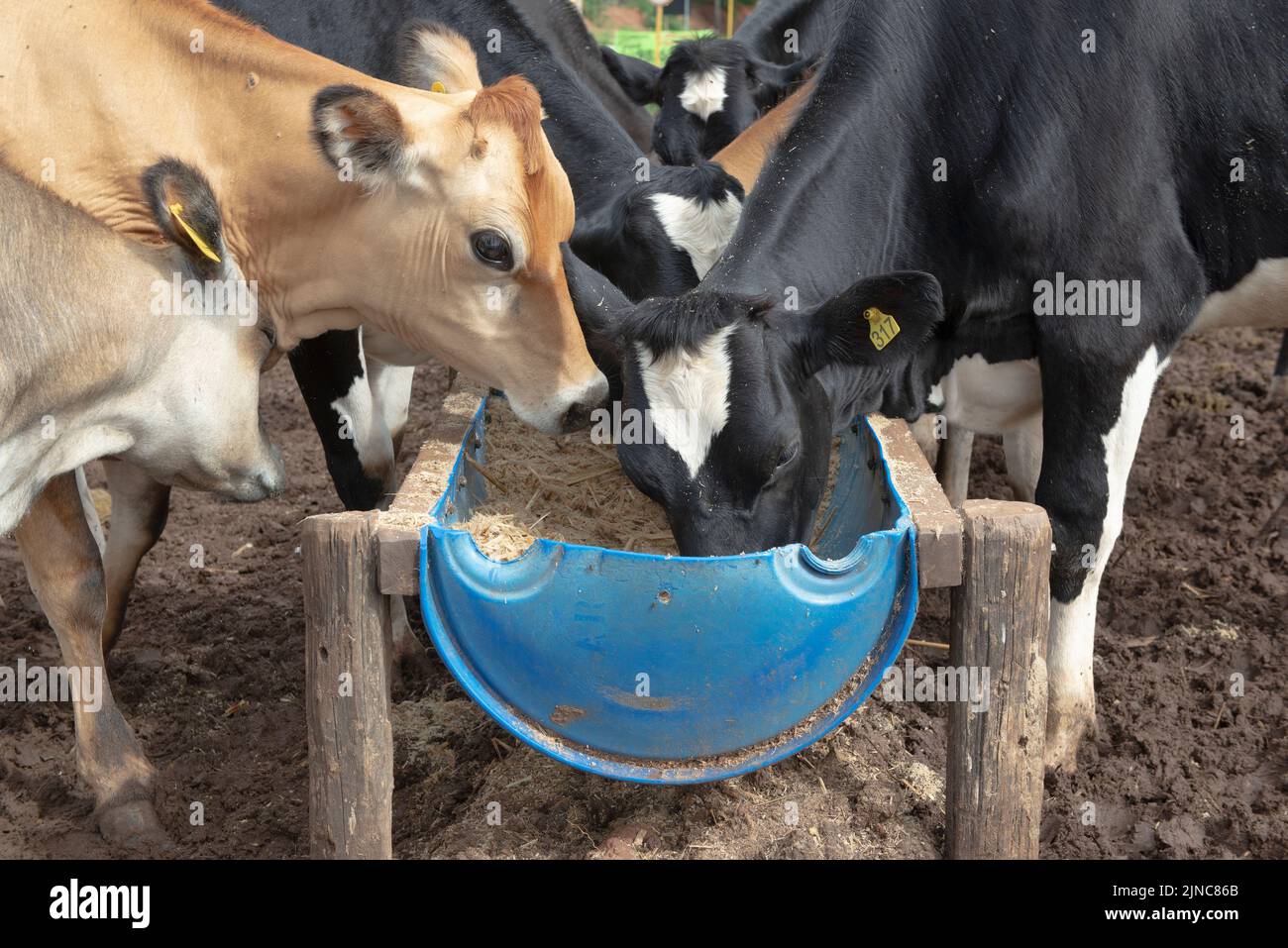 Cows eating from trough made of blue plastic barrels. Cows of different ...