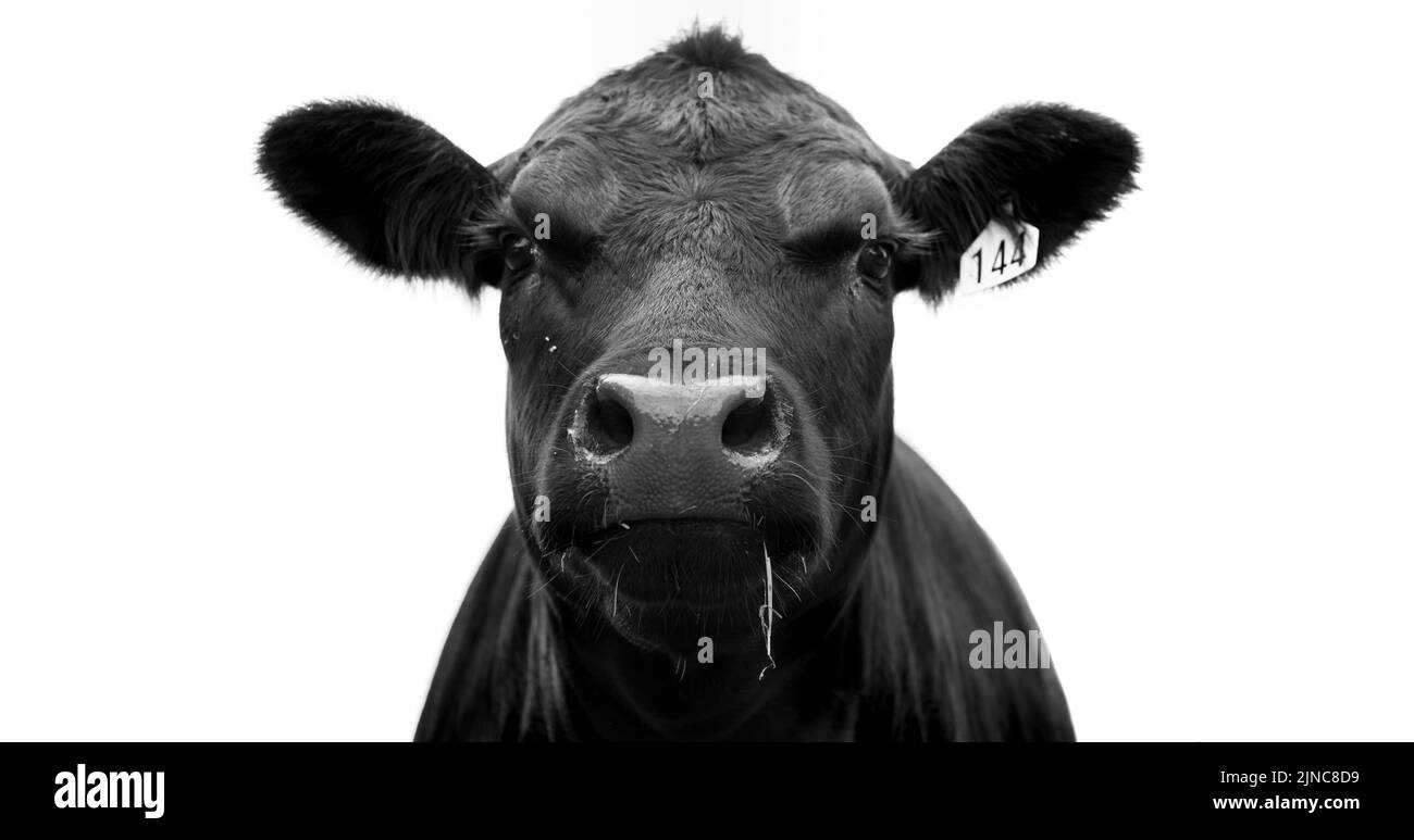 New zealand angus beef cow hi-res stock photography and images - Alamy