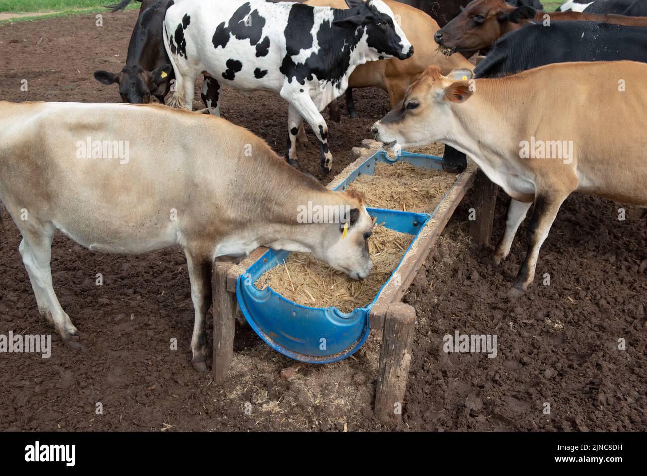 Cows eating from trough made of blue plastic barrels. Cows of different breeds being bred ...