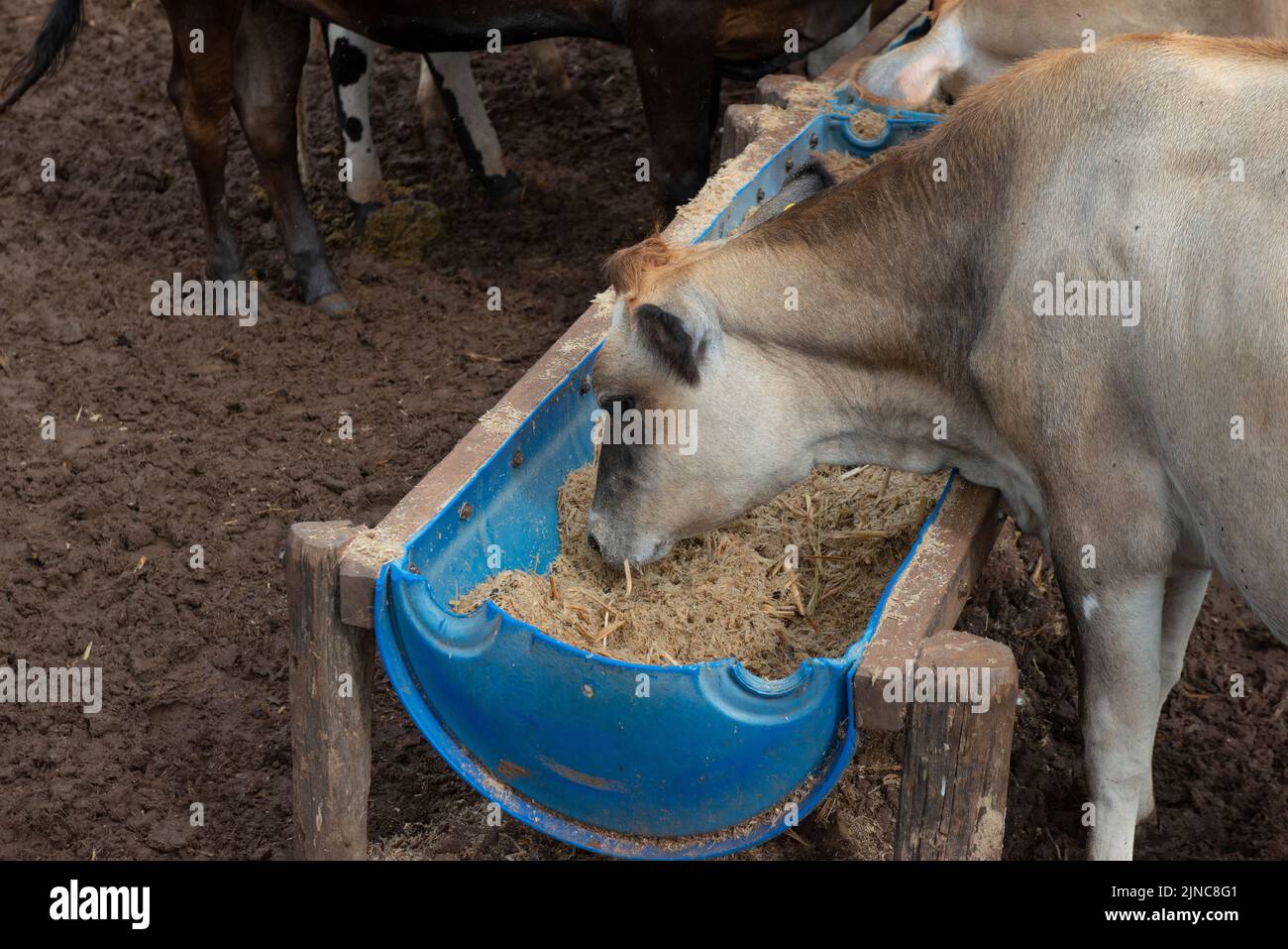 Cows eating from trough made of blue plastic barrels. Cows of different breeds being bred ...