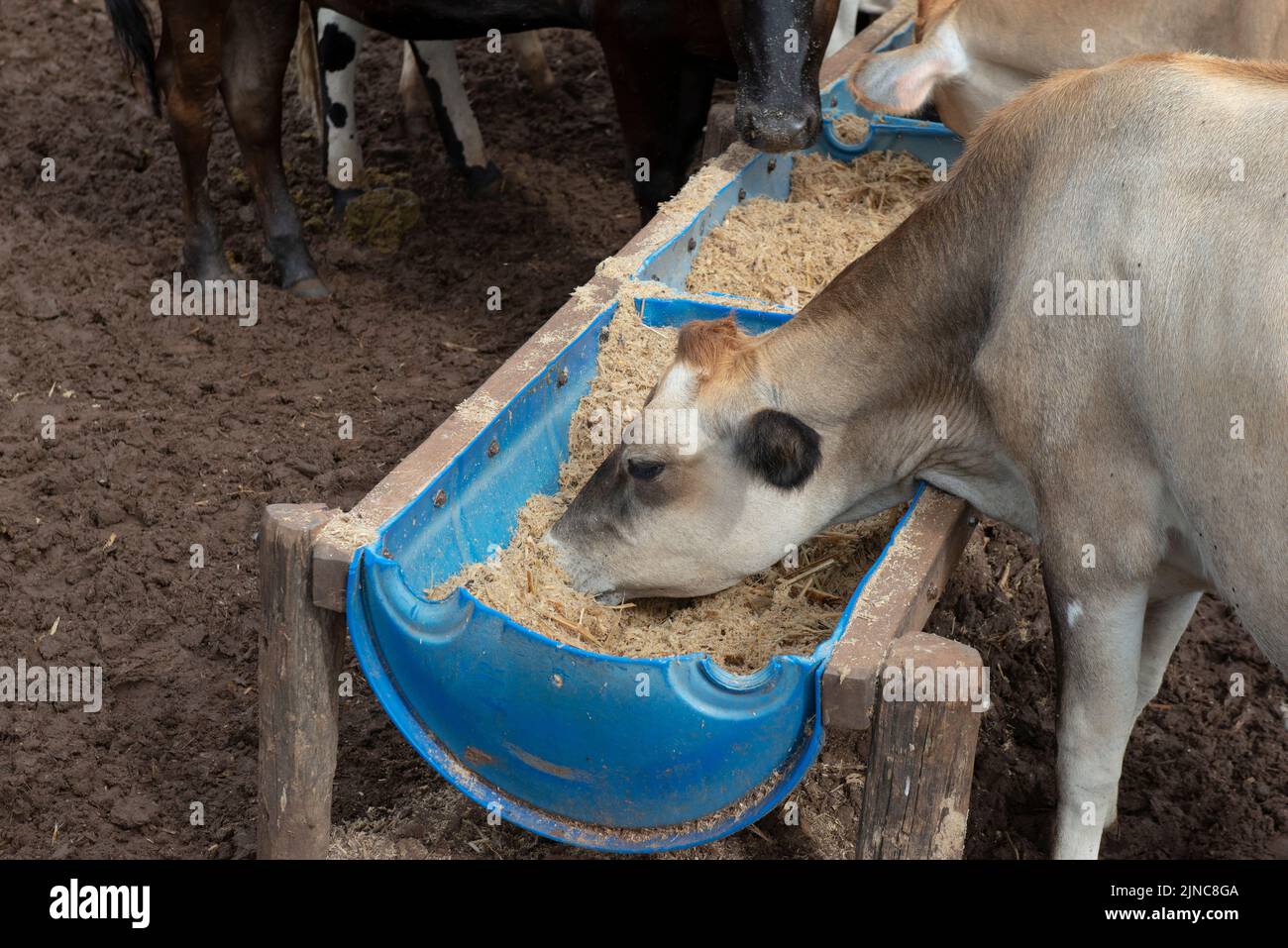 Cows eating from trough made of blue plastic barrels. Cows of different ...