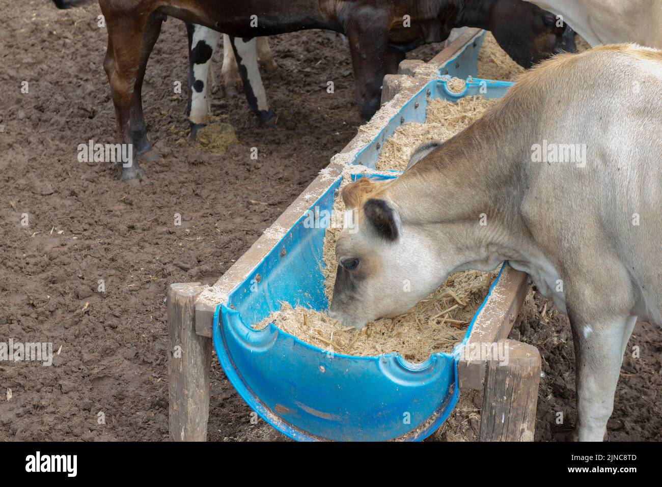 Cows eating from trough made of blue plastic barrels. Cows of different ...