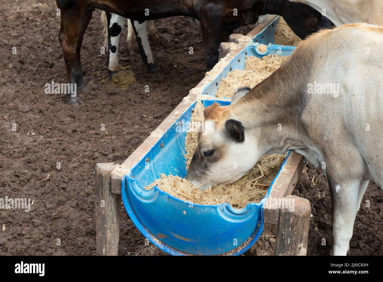 Cows eating from trough made of blue plastic barrels. Cows of different breeds being bred ...