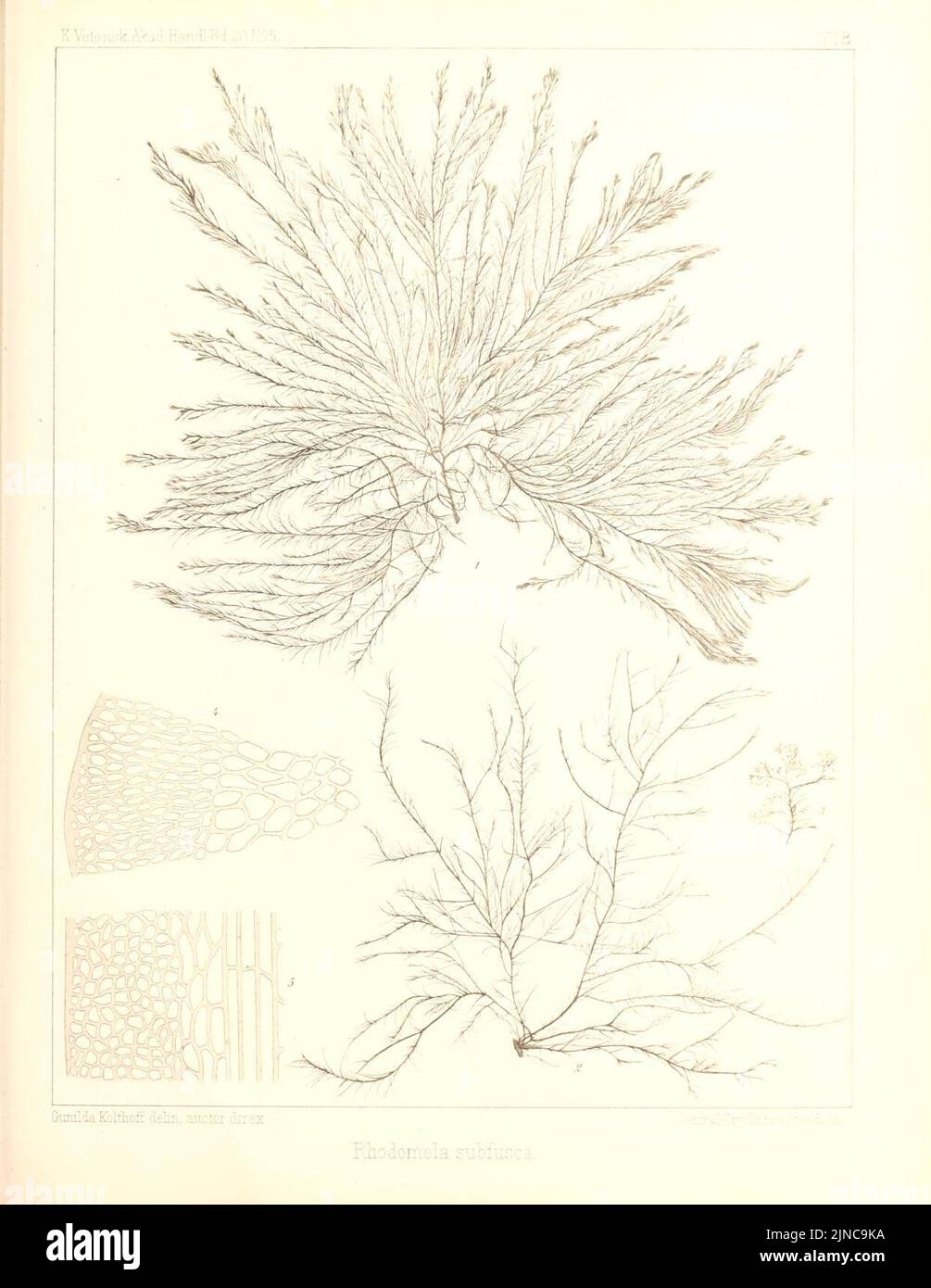 The Algae of the Arctic Sea Stock Photo - Alamy