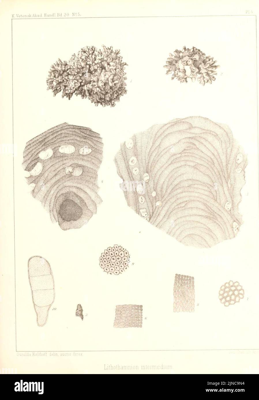 The Algae of the Arctic Sea Stock Photo - Alamy