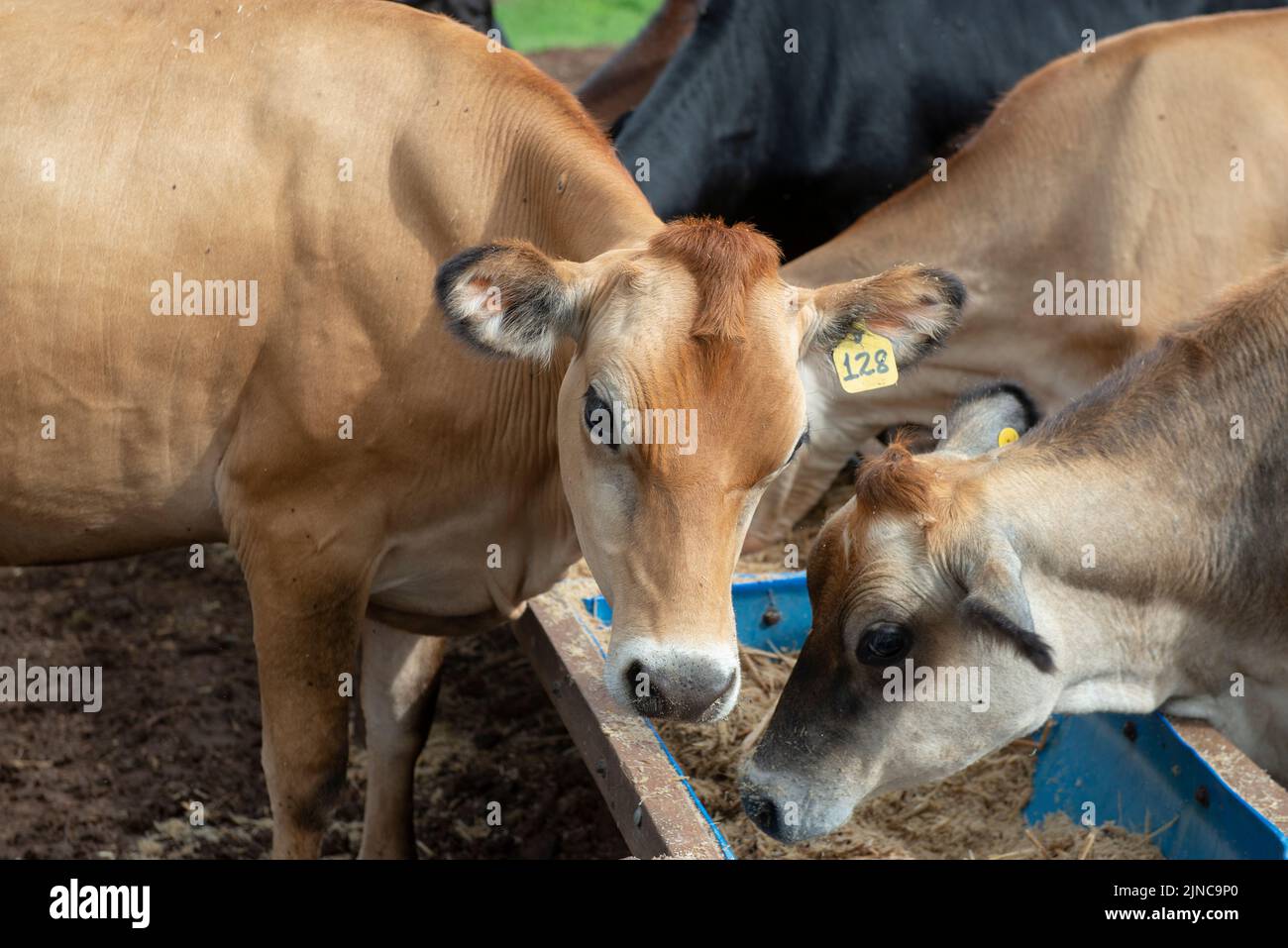 Cows eating from trough made of blue plastic barrels. Cows of different breeds being bred ...