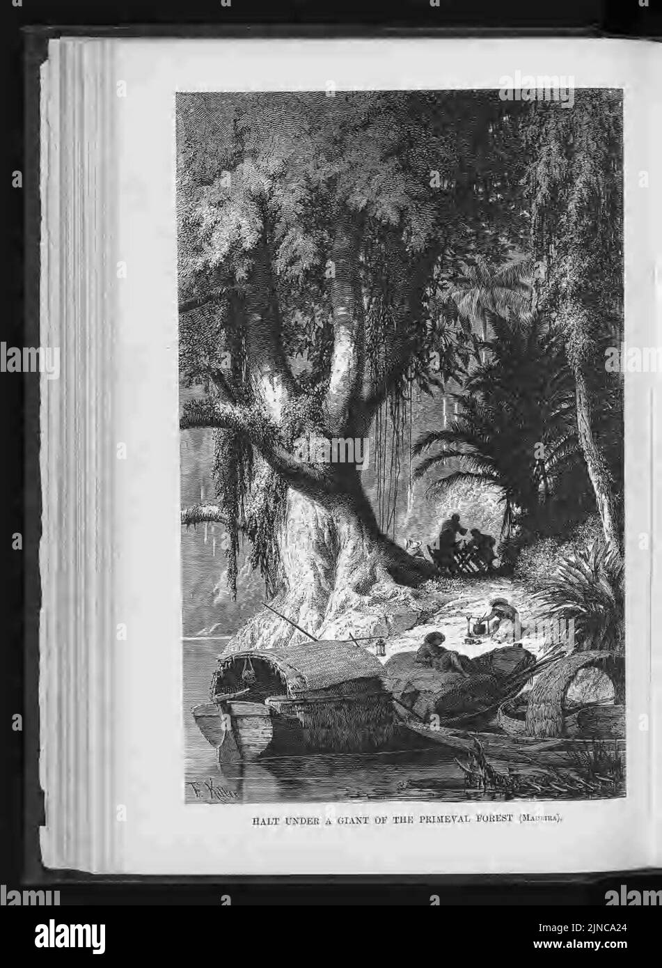 The Amazon and Madeira rivers Stock Photo - Alamy