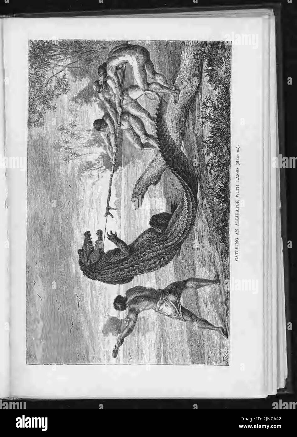 Amazon and madeira rivers hi-res stock photography and images - Alamy