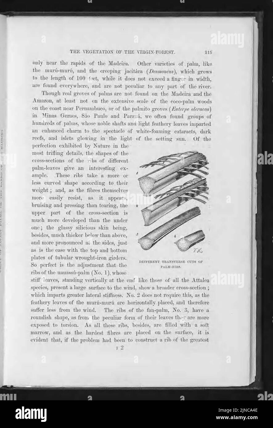 Amazon and madeira rivers hi-res stock photography and images - Alamy