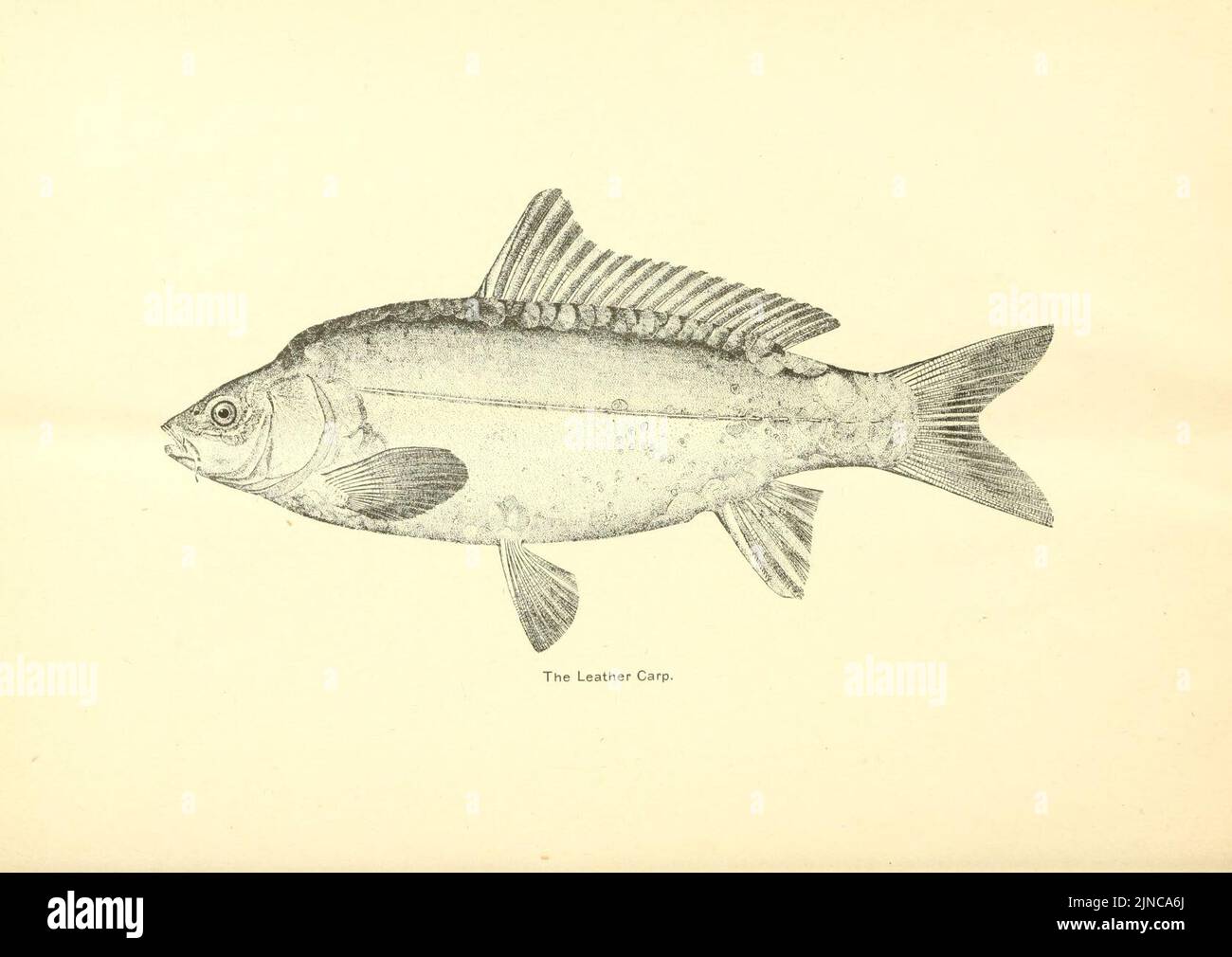 Leather carp hi-res stock photography and images - Alamy