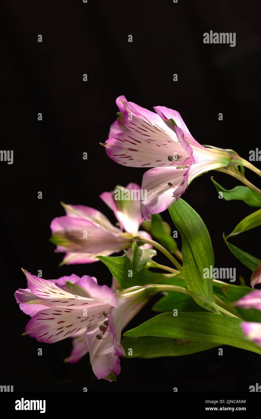 Beautiful bouquet of flowers. Bouquet with different kind of flowers ...
