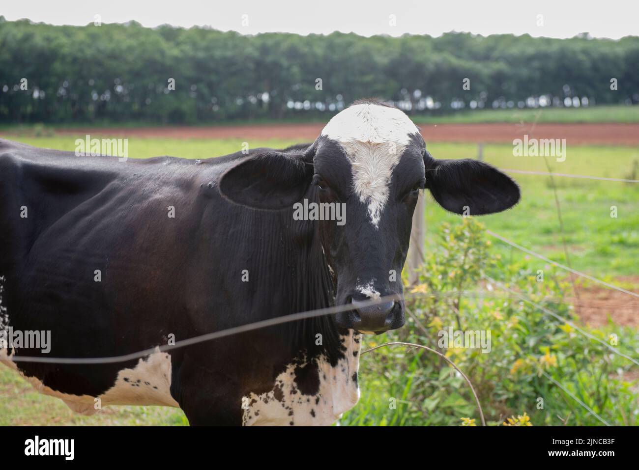 Close up of cow on Brazilian farm. Beef cattle, Ox resulting from the ...