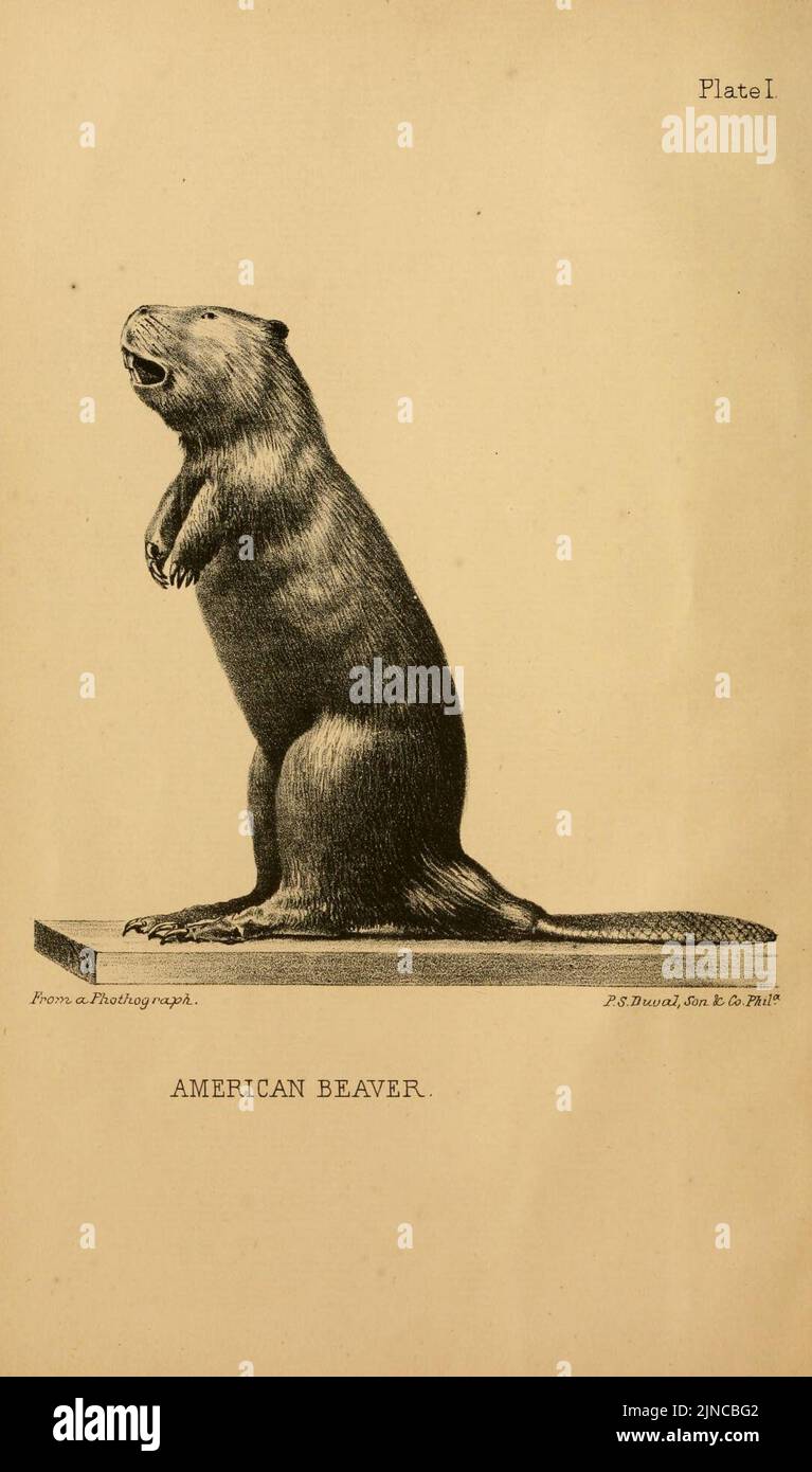 The American beaver and his works (Plate I Stock Photo - Alamy