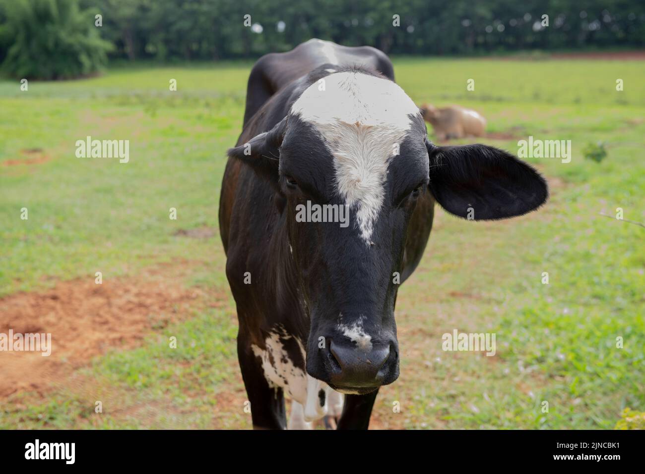 Close up of cow on Brazilian farm. Beef cattle, Ox resulting from the ...