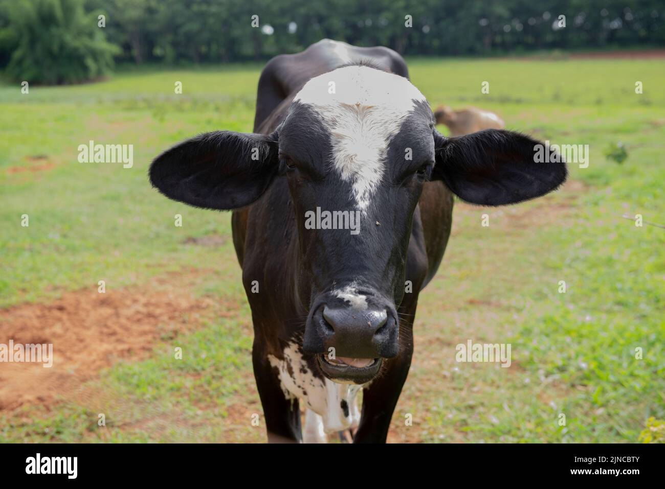 Close up of cow on Brazilian farm. Beef cattle, Ox resulting from the ...