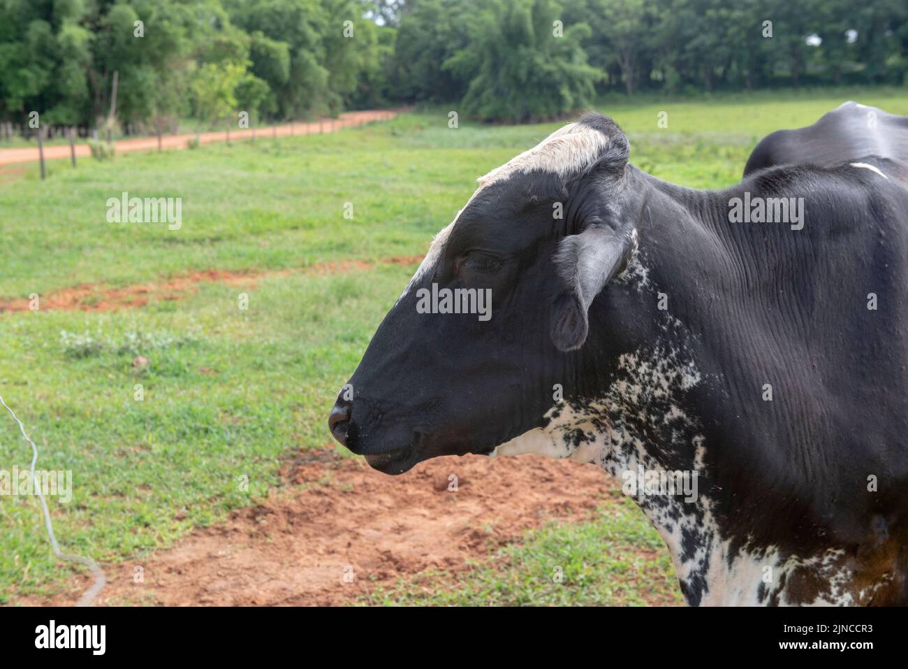 Close up of cow on Brazilian farm. Beef cattle, Ox resulting from the ...