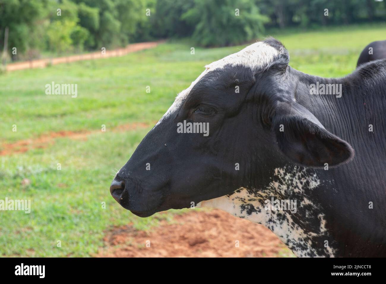 Close up of cow on Brazilian farm. Beef cattle, Ox resulting from the ...