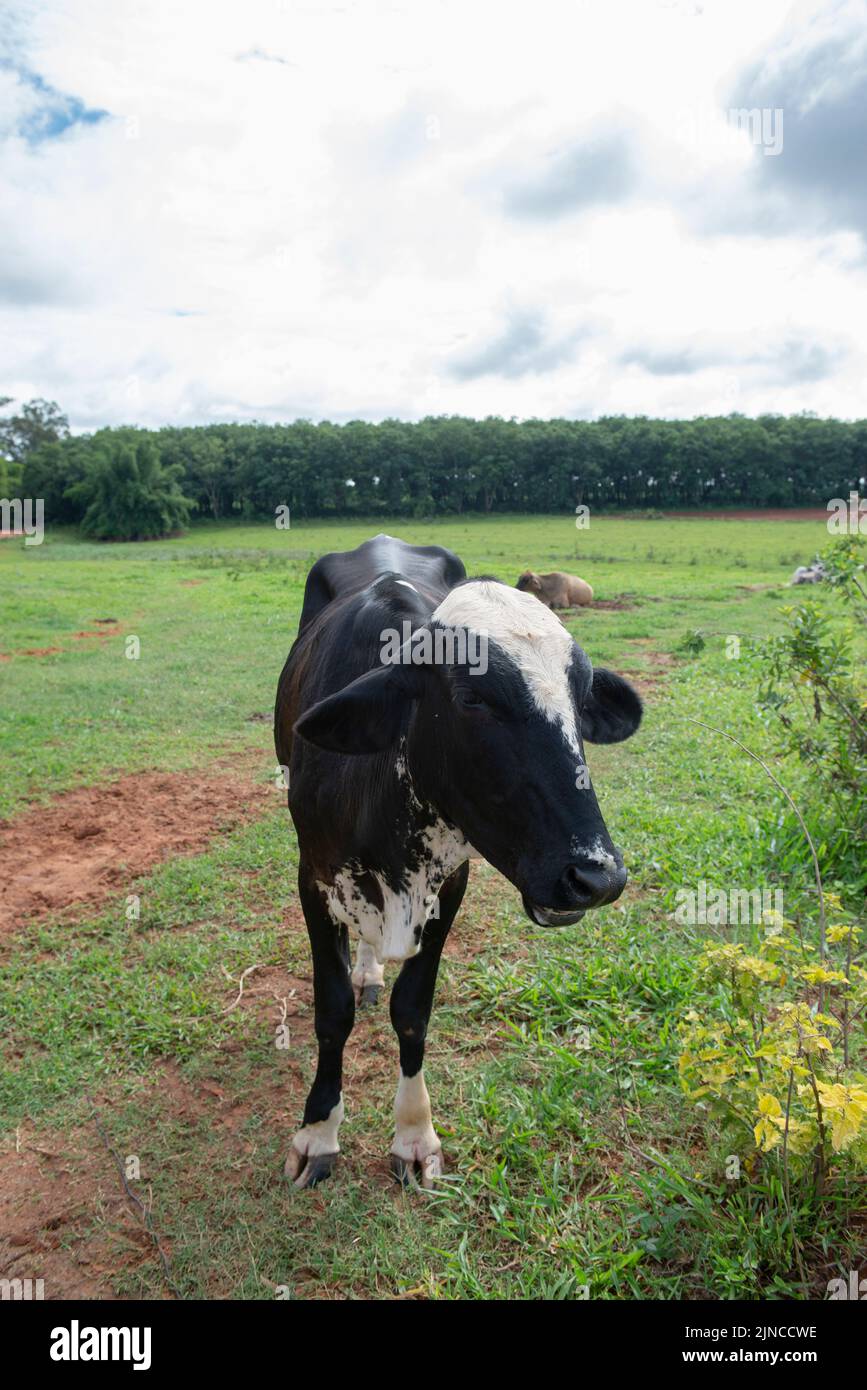 Close up of cow on Brazilian farm. Beef cattle, Ox resulting from the ...