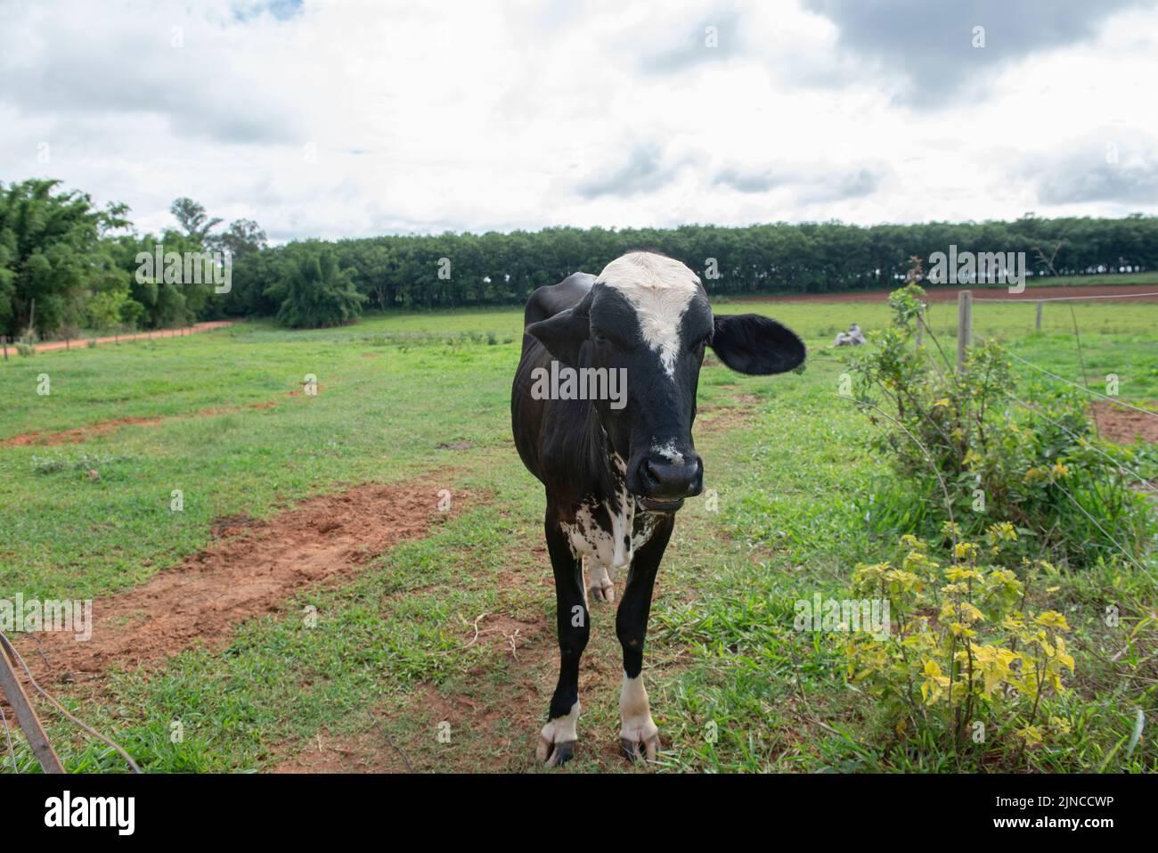 Close up of cow on Brazilian farm. Beef cattle, Ox resulting from the ...