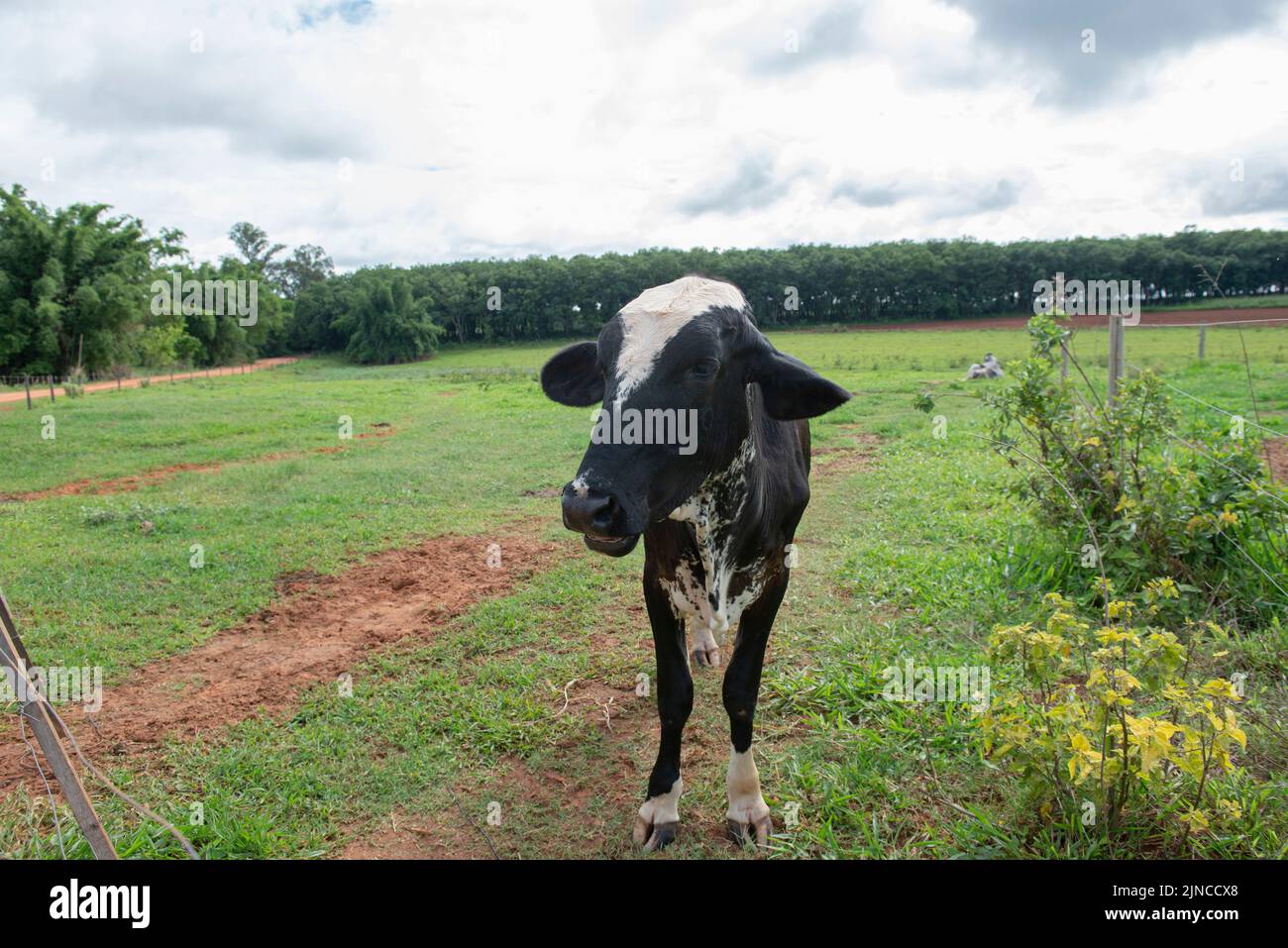 Close up of cow on Brazilian farm. Beef cattle, Ox resulting from the ...
