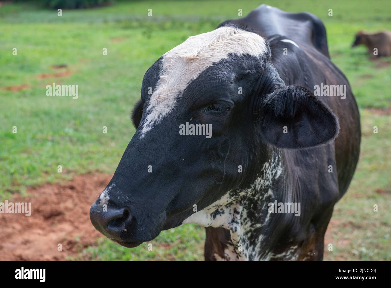 close up of pata de vaca on brazilian farm. Beef cattle, Ox resulting ...