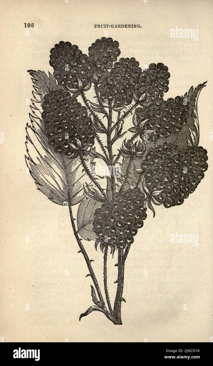 The American gardener's assistant (Page 196 Stock Photo - Alamy