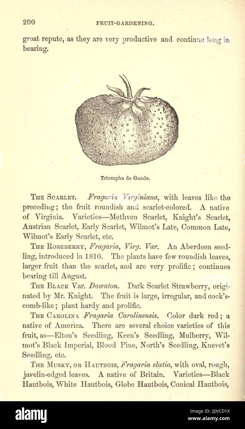 The American gardener's assistant (Page 200 Stock Photo - Alamy